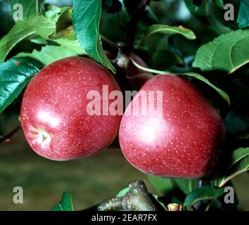 apple tree (Malus domestica 'Gloster', Malus domestica Gloster ...