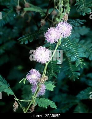 Mimose, Mimosen, Mimosa, pudica Stock Photo - Alamy