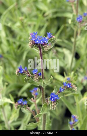 Anchusa officinalis L Anchusa officinalis L Stock Photo - Alamy