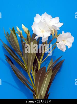 Nerium oleander 'Alsace' Stock Photo - Alamy