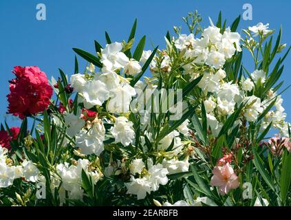 Nerium oleander 'Alsace' Stock Photo - Alamy