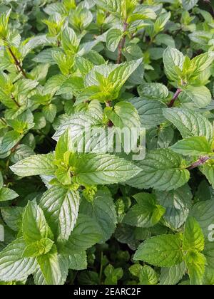 Orangen Teppichthymian, Thymus, Kraeuter, Heilpflanze Stock Photo - Alamy