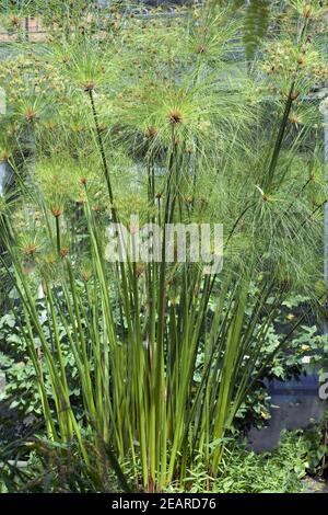 cyperus papyrus on shore of lake victoria, mwanza, tanzania Stock Photo ...