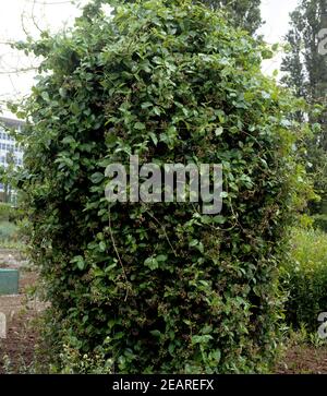 Periploca graeca L Stock Photo - Alamy