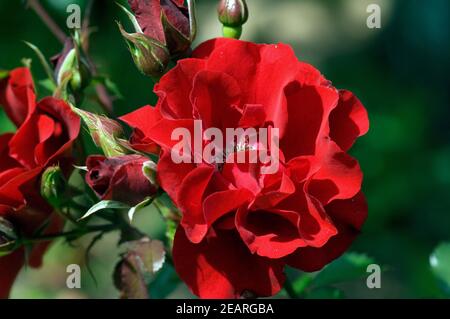 Rosa Roter Korsar, Red Corsair, Rosa Temptress flowering shrubs richly ...