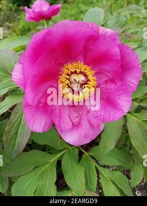 Pfingstrose Paeonia officinalis, Blutrose Gichtrose Stock Photo - Alamy