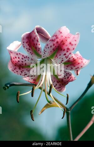 Tiger-Lilie (Lilium lancifolium Stock Photo - Alamy