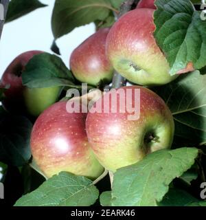 Prinz Albrecht von Preussen, Apfel Stock Photo - Alamy