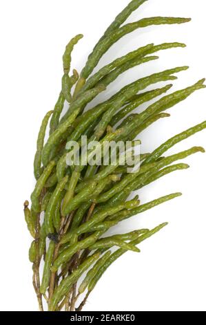Queller (Salicornia europaea Stock Photo - Alamy