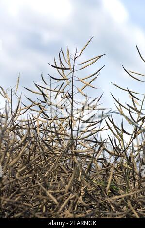 Rapsfeld, reif, Raps, Brassica, napus Stock Photo - Alamy