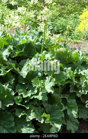 Rhapontik-Rhabarber, Rheum rhaponticum Stock Photo - Alamy