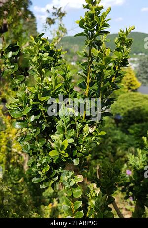 Buchsbaum, Buxus, sempervirens Stock Photo - Alamy