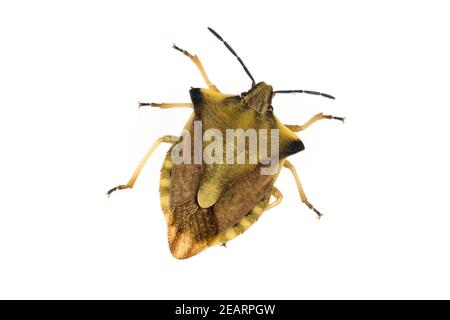 Bunte, Blattwanze, Elasmostethus, interstinctus Stock Photo - Alamy