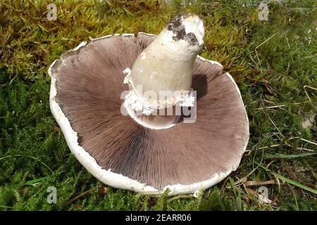 Wiesenchampignon, Champignon, Wiesen, Agaricus Stock Photo - Alamy