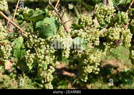 Riesling Weisswein Weintraube Stock Photo - Alamy