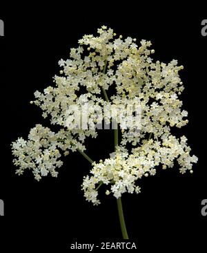 Holunderbluete; Holunder; Sambucus nigra Stock Photo - Alamy