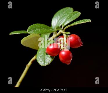 Cranberry, Vaccinium macrocarpon, Moosbeere Stock Photo - Alamy