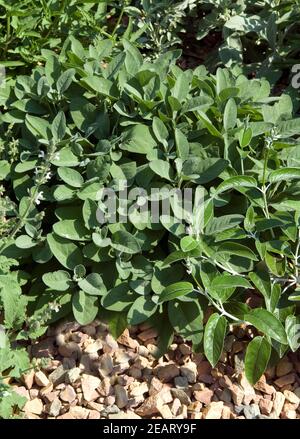 Salbei; Salvia officinalis, Heilpflanzen Stock Photo - Alamy