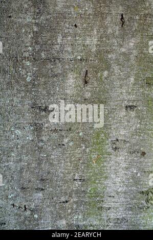 Buche, Stamm, Rinde, bark, trunks Stock Photo - Alamy