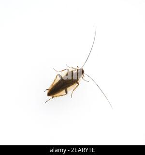 Deutsche Schabe, Blattella germanica Stock Photo - Alamy