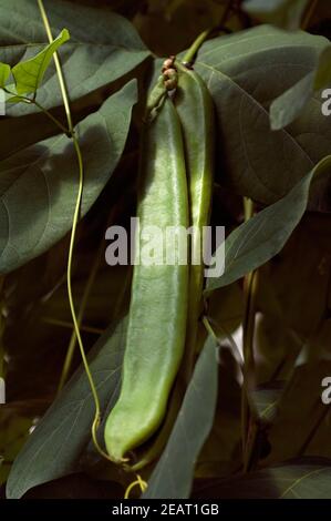 Jackbohne, Canavalia ensiformis Stock Photo - Alamy