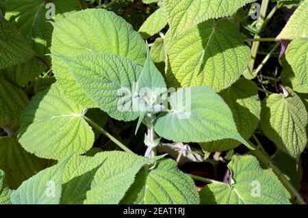 Salbei, Salvia gravida, Blatt, Heilpflanzen Stock Photo - Alamy