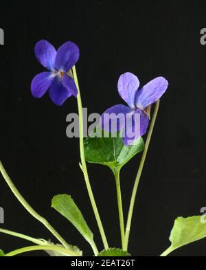 Duftveilchen Viola, odorata Stock Photo - Alamy