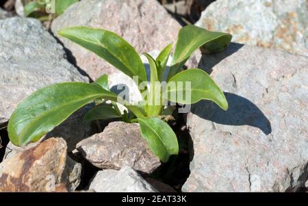 Spornblume, Centranthus; ruber; Keimling Stock Photo - Alamy