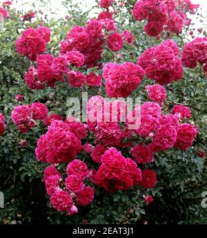 ornamental rose (Rosa 'Super Excelsa', Rosa Super Excelsa), cultivar ...