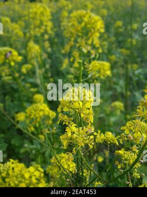 Sinapis alba, White mustard, Weisser Senf, fruits Stock Photo - Alamy