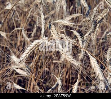 Emmer; Weizen; Triticum dicoccon, Getreide Stock Photo - Alamy