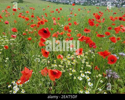 Klatschmohn; Papaver; rhoeas, Heilpflanze Stock Photo - Alamy