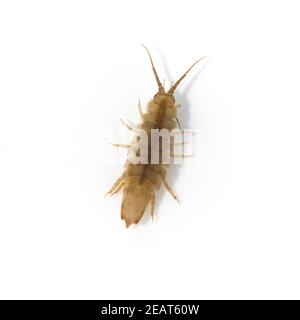 Wasserassel, Asellus, aquaticus Stock Photo - Alamy