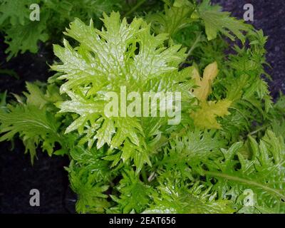 Wasabino, Brassica, juncea, Asiatischer, Salat Stock Photo - Alamy