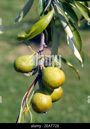 Weidenblaettrige Birne, Pyrus salicifolia, Pyrus salicifolia, Pyrus ...