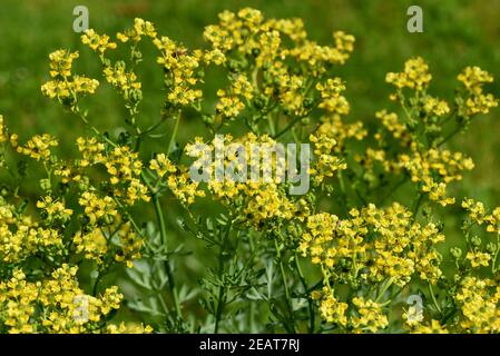 Weinraute, Ruta, graveolens, Raute Stock Photo - Alamy