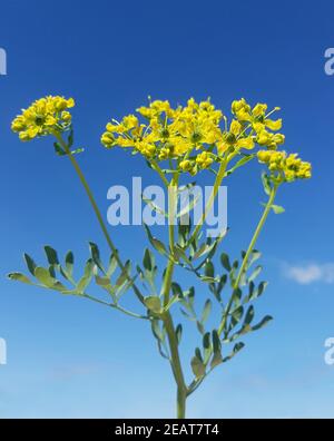 Weinraute, Ruta, graveolens, Raute Stock Photo - Alamy