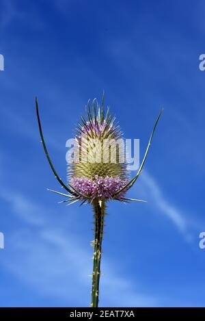 Kardendistel; Dipsacus; Karde; Weber-Karde; sativus Stock Photo - Alamy