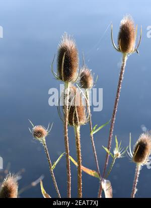 weber karde 2 Stock Photo - Alamy