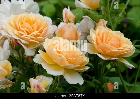 Englische Rose, Rosa GRACE, English Rose, Rosa GRACE Stock Photo - Alamy