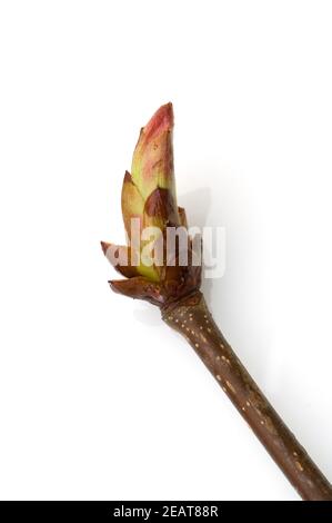 Kastanienknospe, Aesculus, hippocastanum Stock Photo - Alamy