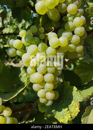 Weisser, Riesling, Vitis, vinifera Stock Photo - Alamy