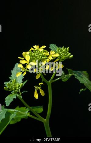 Weisser, Senf, Gelber Stock Photo - Alamy