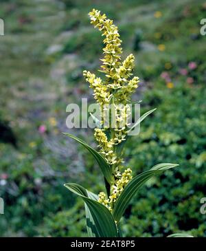 Weisser Germer, Veratrum Album, Giftpflanze Stock Photo - Alamy