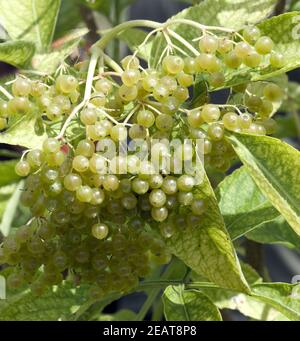 Weisser, Holunder; Haschberg; Holunderbeere; Sambucus, nigra ...