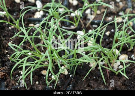 Kalifornischer; Mohn; Eschscholzia; californica; Keimling Stock Photo ...