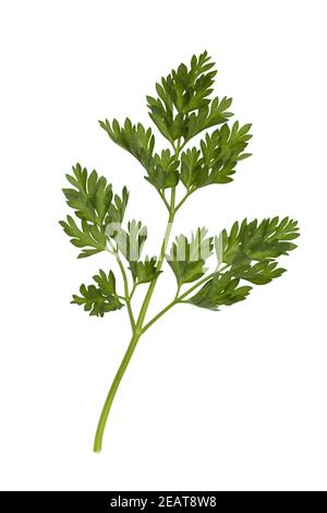 Kerbel, Anthriscus, Cerefolium, Garten-Kerbel, Heilpflanzen Stock Photo ...