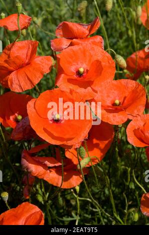 Klatschmohn; Papaver, rhoeas; Ackerpflanzen Stock Photo - Alamy