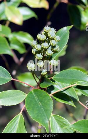 Radbaum (Trochodendron aralioides), Wheel tree (Trochodendron ...
