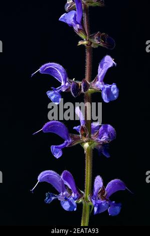 bluehende, Bluete, Blueten, Blume, Blumen, Botanik, close-up, Detail ...